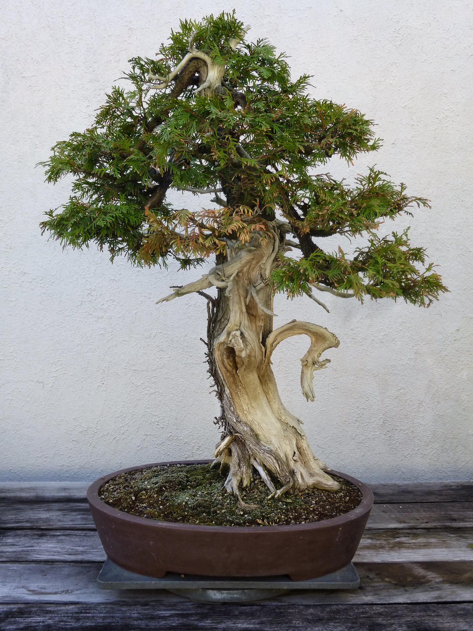 Eastern Arborvitae (Thuja occidentalis) Bonsai Considerations - My ...